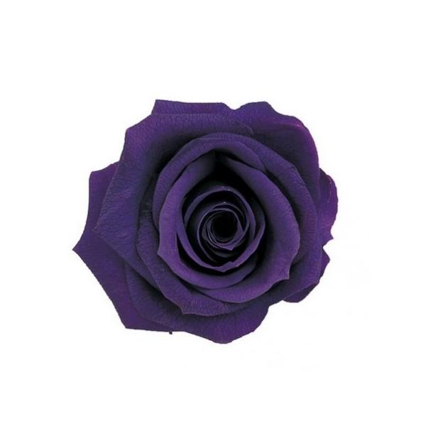 【商品番号：030-50400】/【VAR：2299】/DASFL070-18/4543567507187/ベストセラーローズ/sum2014-09/2016tokka12/18hwdp3/bk-1022/hahanohi/bk-3002プ...