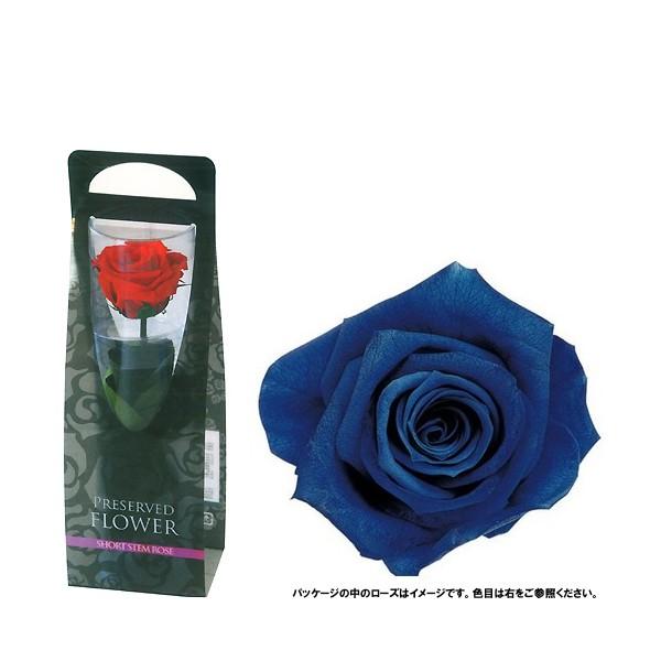 【商品番号：030-50544】/【VAR：2300】/DASFL072-12/4543567812120/sum2014/chichinohi-05/psum-001/17love001/hahanohi/bk-3003プリザーブドフラワ...
