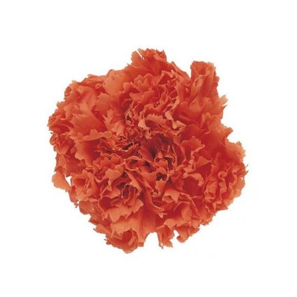 【商品番号：030-50707】/【VAR：8095】フロールエバー新商品201204/FL1100-06/4543567567068/ベストセラーカーネーション/16ha_p004/psum-008/P17haha-006/18hwdp1...