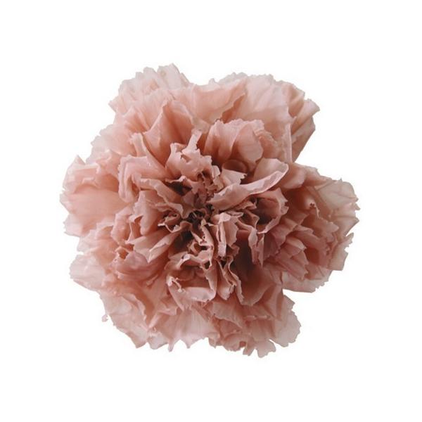 【商品番号：030-51526】/【VAR：2306】/4543567550558/mothersday_preserved/biridal_kikaku-25/16v-004/P17haha-005/16ha_p002/16ha_p003...