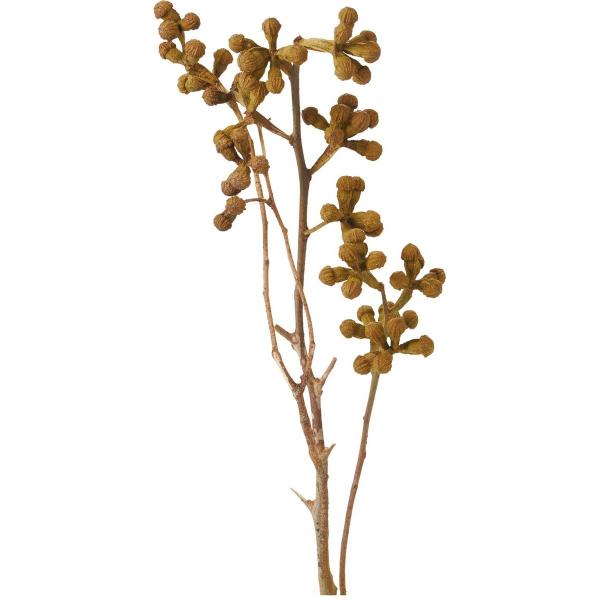 【商品番号：030-51794】/【販売単位】5束 ※表示価格は、この単位での金額となります/【VAR：67561】4544828188343/20170620newドライ実物＆フルーツ 木の実【コアトレーディング】