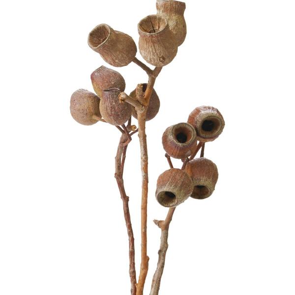 【商品番号：030-51796】/【VAR：】4544828188459/20170620newドライ実物＆フルーツ 木の実