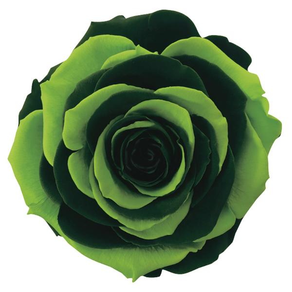 【商品番号：033-00169】/【VAR：】/16pa014/psum-002/15px-004/bk-3003プリザーブドフラワー花材 バラ（ローズ）