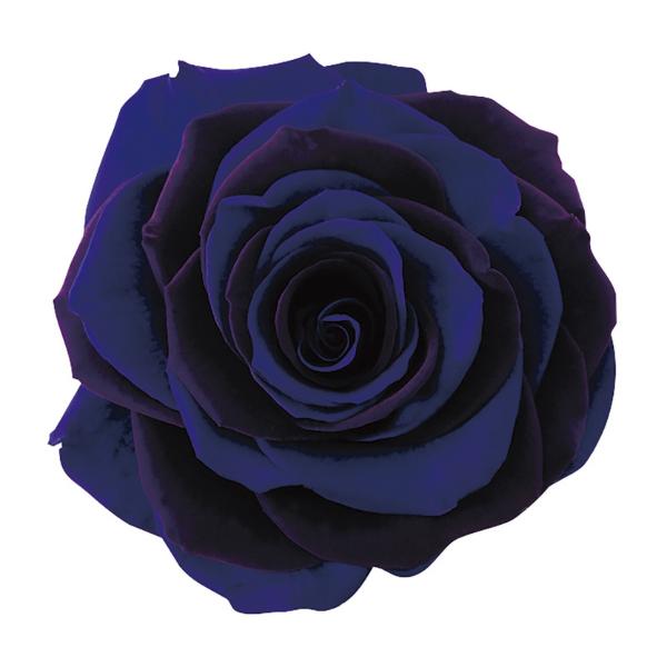 【商品番号：033-00170】/【VAR：】/sum2014/16pa015/psum-001/17love001/bk-3003プリザーブドフラワー花材 バラ（ローズ）