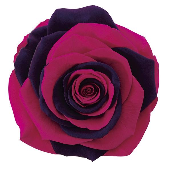 【商品番号：033-00171】/【VAR：】/16v-003/bk-3003プリザーブドフラワー花材 バラ（ローズ）