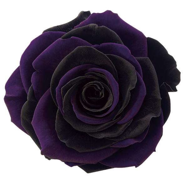 【商品番号：033-00172】/【VAR：】/18hwdp2/bk-3003プリザーブドフラワー花材 バラ（ローズ）