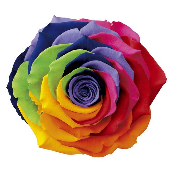 【商品番号：033-00173】/【VAR：】/bk-3003プリザーブドフラワー花材 バラ（ローズ）