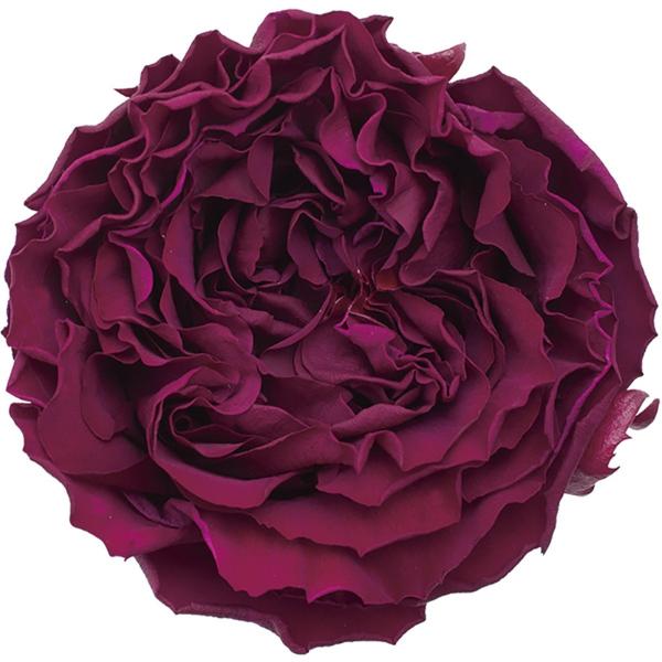 【商品番号：033-00261】/【VAR：8545】4560488306002/20170825new/18hwdp2/bk-3003プリザーブドフラワー花材 バラ（ローズ）【アモローサ】