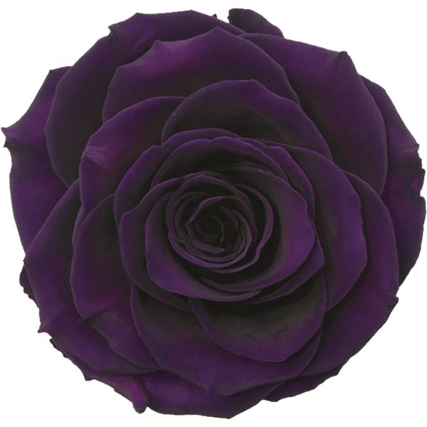 【商品番号：033-00425】/【VAR：8549】4560488291087/20180725new/bk-3003プリザーブドフラワー花材 バラ（ローズ）【アモローサ】