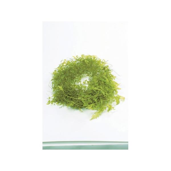 【商品番号：034-00335】/【VAR：1711】4988489138994/mothersday_preserved/sum2014-07/2015haha-41/chichinohi-13/biridal_kikaku-26/15p...