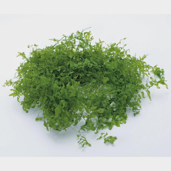 【商品番号：034-00336】/【VAR：4523】03320-731/4988489139823/mothersday_preserved/sum2014-07/2015haha-41/chichinohi-13/biridal_kik...