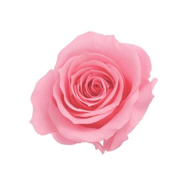 【商品番号：034-00360】/【VAR：4527】03480-181/4988489150514/ベストセラーローズ/mothersday_preserved/biridal_kikaku-22/16v-003/16yes-014/bk...