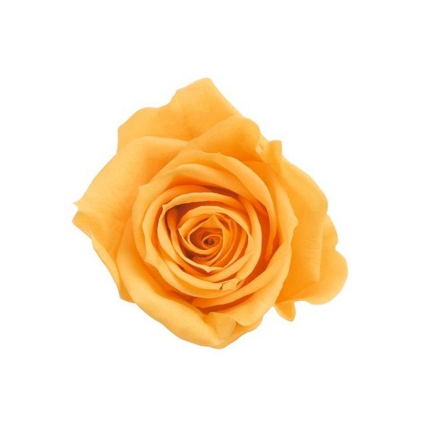 【商品番号：034-00368】/【VAR：1714】03480-351/4988489138451/hallo2014-02/biridal_kikaku-22/image_hallo2015t_47/16yes-014/psum-006...