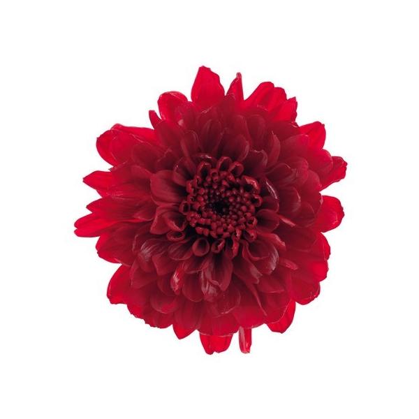 【商品番号：034-00411】/【VAR：4533】date20250826/プリザーブドフラワー花材 キク（菊）、マム【大地農園】