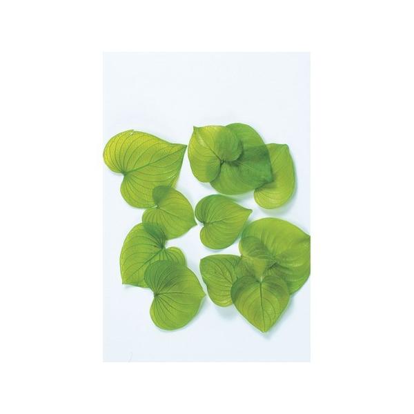 【商品番号：034-00416】/【VAR：】/03700-721/4988489149532/mothersday_preserved/2015vt-08/2015hina-03/sum2014-06/biridal_kikaku-26/...