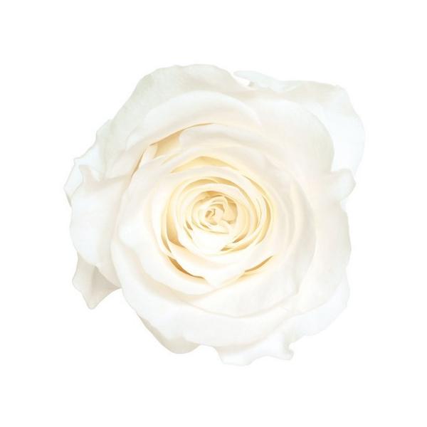 【商品番号：034-00468】/【VAR：4582】05202-001/4988489166577/品薄20130121/biridal_kikaku-22/16haha156/16yes-014/psum-011/psum-014/bk...