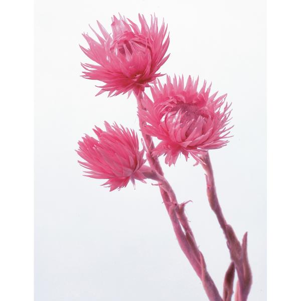 【商品番号：034-00813】/【VAR：1702】/32001-210/4988489165617/bk-0025/bk-2108/bk-3016ドライフラワー花材 シルバーデージー【大地農園】