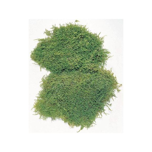 【商品番号：034-01067】/【VAR：1753】/61091-707/4988489055871/15pny-015/bk-3017プリザーブドグリーン モス・苔【大地農園】
