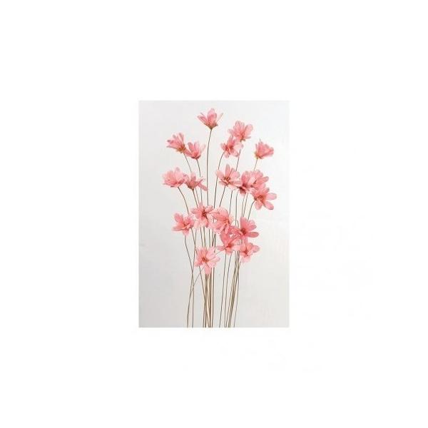 【商品番号：034-01789】/【VAR：59632】/32140-100/4988489046794/fun-01/16haha159/16seijin-007/bk-3019ソラフラワー その他ソラフラワー【大地農園】