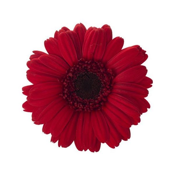 【商品番号：034-01808】/【VAR：4497】/03170-305/4988489125543/ /P17haha-002/16ha_p009/bk-1044プリザーブドフラワー花材 ガーベラ【大地農園】