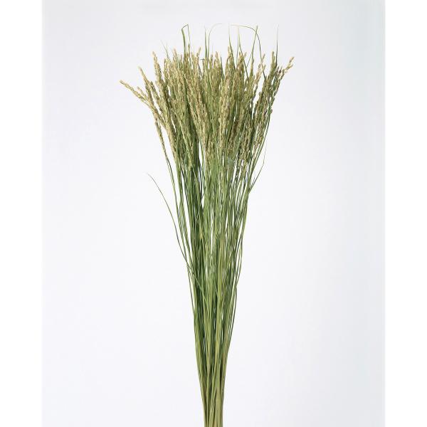 【商品番号：034-01907】/【VAR：1734】50110-020/4988489021241/bk-0026/drypuri2015_004/bk-1046/2019newyear/15pny-100//まつむら通信/bk-502ド...