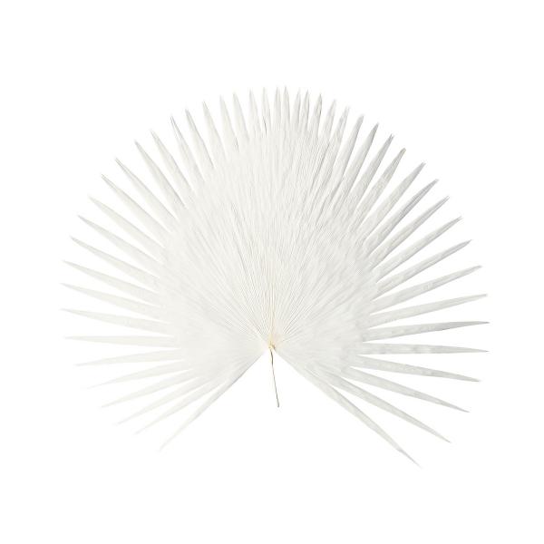 【商品番号：034-01948】/【VAR：4592】/54101-011/4988489029896/sum2014-06/ビロウヤシ/びろうやし/bk-2026/bk-3009ドライ葉物 葉物【大地農園】