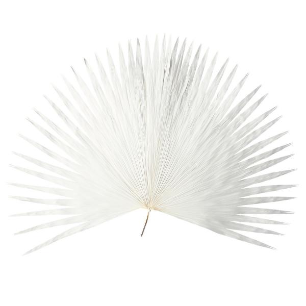 【商品番号：034-01950】/【VAR：1747】/54103-011/4988489030106/sum2014-06/ビロウヤシ/びろうやし/bk-2026/bk-3009/bk-502ドライ葉物 葉物【大地農園】