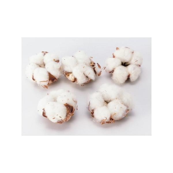 【商品番号：034-03002】/【VAR：】0/mxmas_soku/2016tokkacmドライ枝物 コットンフラワー（綿）【大地農園】