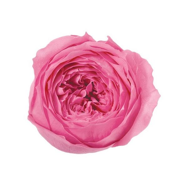 【商品番号：034-03049】/【VAR：1684】/02460-181/4988489192811/ベストセラーローズ/biridal_kikaku-22/16v-003/P17haha-003/bk-0023/16ha_p001/ha...