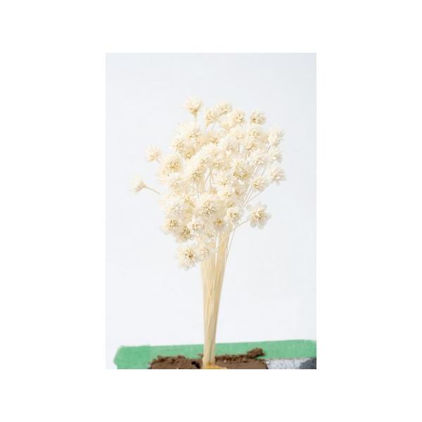 【商品番号：034-03576】/【VAR：4491】/30200-011/4988489199940/30200-011/4988489199940/mothersday_preserved/psum-013/bk-0025/bk-110...