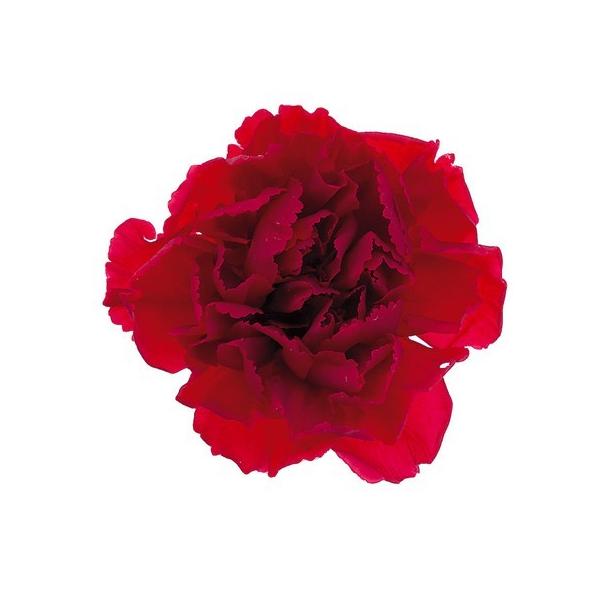 【商品番号：034-04036】/【VAR：1674】大地農園新商品201301/02381-300/4988489112819/ベストセラーカーネーション/mothersday_preserved/P17haha-002/bk-0043/...