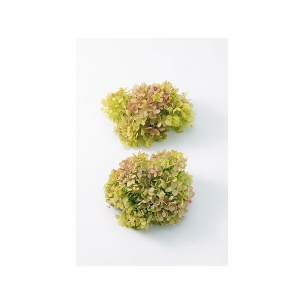 【商品番号：034-04054】/【VAR：4394】4988489191470/cdid0006/cdid0012/ベストセラーアジサイ/chichinohi-15/biridal_kikaku-24/15i_aki_101_1/16hi...