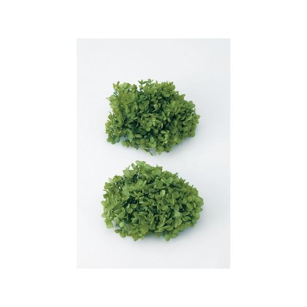 【商品番号：034-04061】/【VAR：4394】大地農園新商品201301/01510-771/4988489209427/ベストセラーアジサイ/chichinohi-16/16hina-005/16yes-011/P17haha-0...