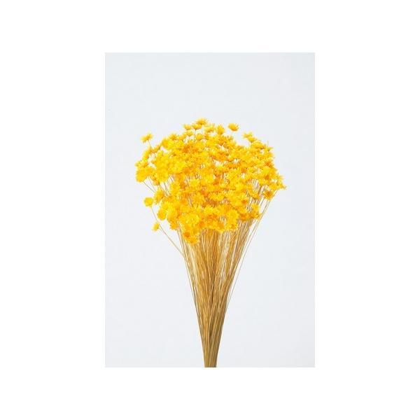 【商品番号：034-04085】/【VAR：1697】498848920816120170706new/bk-3016ドライフラワー花材 スターフラワー【大地農園】