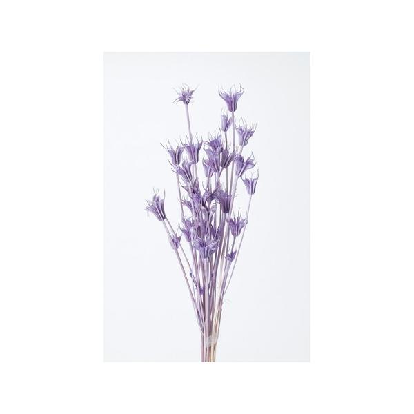 【商品番号：034-04098】/【VAR：4377】大地農園新商品201301/10380-411/4988489208444/hallo2014-02//bk-3016ドライフラワー花材 ニゲラ【大地農園】