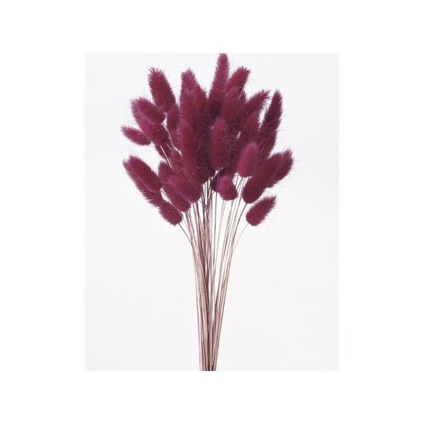 【商品番号：034-05161】/【VAR：4552】大地農園新商品201307/42050-470/4988489213912/2015easter-09/P17haha-002/16ha_p009/18hwdp2/ひな祭り/fuwa20...