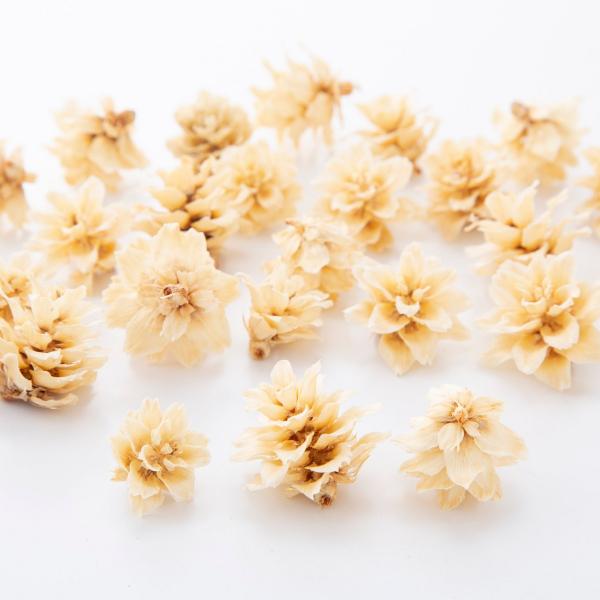 【商品番号：034-05415】/【VAR：1687】即日発送/4988489114806/新商品2014年1月/16x-007/bk-1045ドライ実物＆フルーツ 木の実【大地農園】