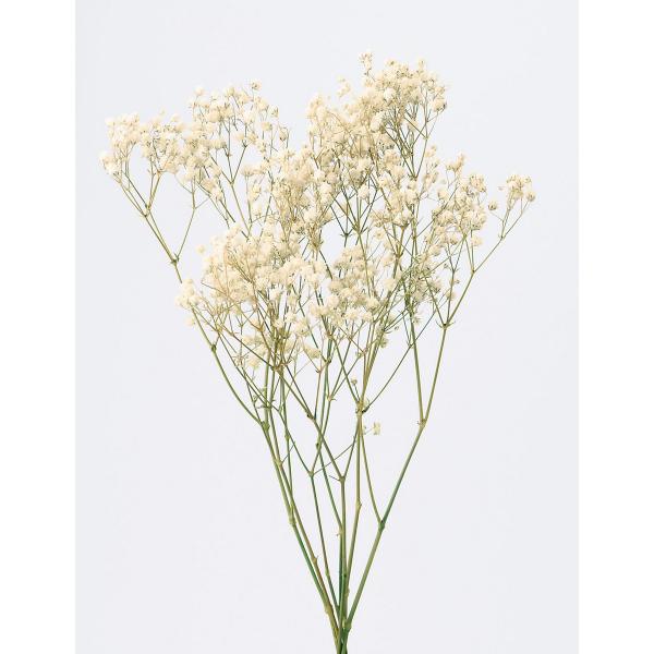 【商品番号：034-06183】/【VAR：22540】4988489234887/20150627new/aki_drypuri2015_001/15pny-011/psum-013/bk-0025/bk-1109/bk-2109/bk-...