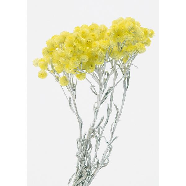 【商品番号：034-06658】/【VAR：4885】4988489241052/20160708new/bk-2108/bk-3016ドライフラワー花材 イモーテル【大地農園】