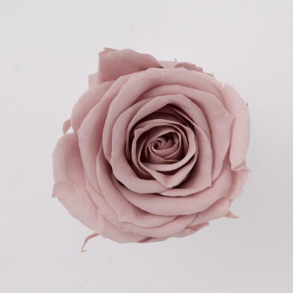 【商品番号：034-06776】/【VAR：4541】4988489221313/20170117new/P17haha-004/16ha_p002/bk-1021/hahanohi/16v-003/bk-3002/milkypink/bk...