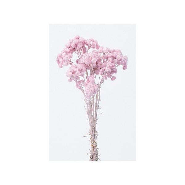 【商品番号：034-06827】/【VAR：4885】4988489245197/20170117new/bk-2108/bk-3016/milkypinkドライフラワー花材 イモーテル【大地農園】