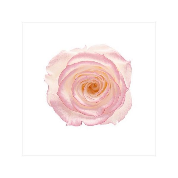 【商品番号：034-06883】/【VAR：54933】4988489250313/20170704new/bk-1022/bk-2022/hahanohi/16v-003/bk-3002/milkypinkプリザーブドフラワー花材 バラ（...