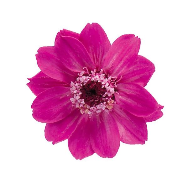 【商品番号：034-06909】/【VAR：40131】4988489248198/20170704new/bk-1044/bk-2044/bk-3008プリザーブドフラワー花材 ジニア【大地農園】