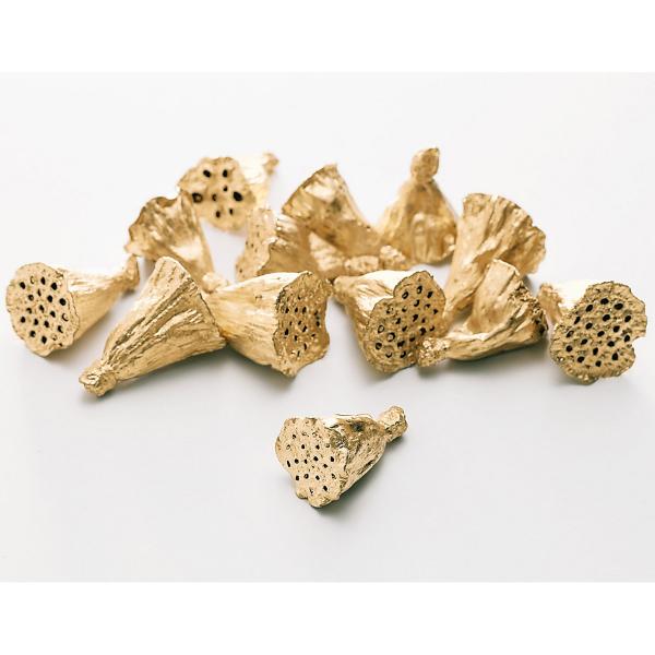 【商品番号：034-07041】/【VAR：10748】4988489250597/20170706new/15pny-006/opk-2019/15px-002ドライ実物＆フルーツ 木の実