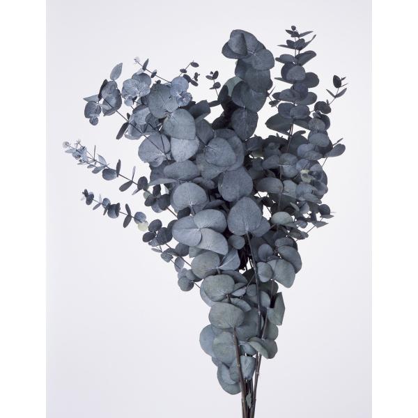 【商品番号：034-07458】/【VAR：】4988489261753/20180701new/bk-1026/bk-3010プリザーブドグリーン 葉物【大地農園】