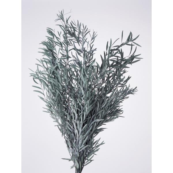 【商品番号：034-07465】/【VAR：】4988489261791/20180701new/bk-1026/bk-2003/bk-2001/bk-3010プリザーブドグリーン 葉物【大地農園】