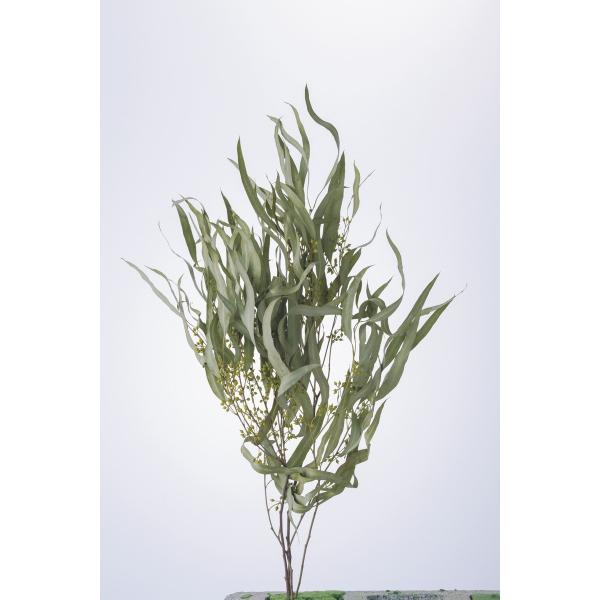 【商品番号：034-07853】/【VAR：59534】20190104new/bk-1026/bk-2003/bk-2026/bk-3009/bk-4007ドライ葉物 葉物【大地農園】