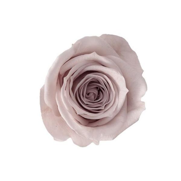 【商品番号：034-07905】/【VAR：4541】20190628new/bk-2021/hahanohi/16v-003/P17haha-004/bk-3001プリザーブドフラワー花材 バラ（ローズ）【大地農園】