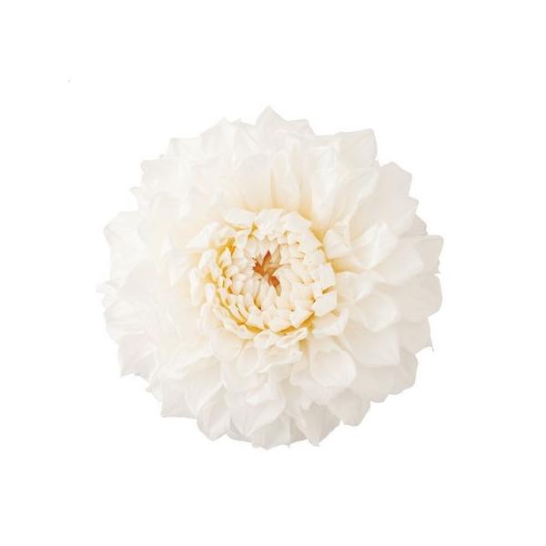 【商品番号：034-08151】/【VAR：59625】20200118new/15pny-031/bk-3018/color20230919/bk-4005プリザーブドフラワー花材 ダリア【大地農園】