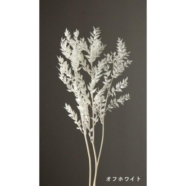 【商品番号：034-08164】/【VAR：1716】20200118new/bk-2001/17love005/bk-3010/bk-4008/bk-5008プリザーブドグリーン 葉物【大地農園】